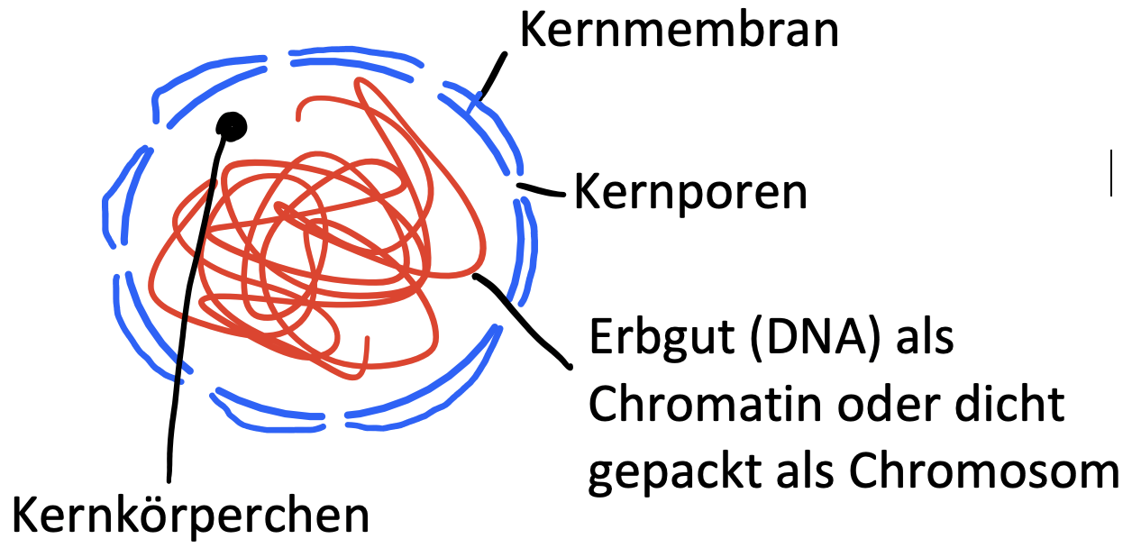 Aufbau der Zelle • Calify